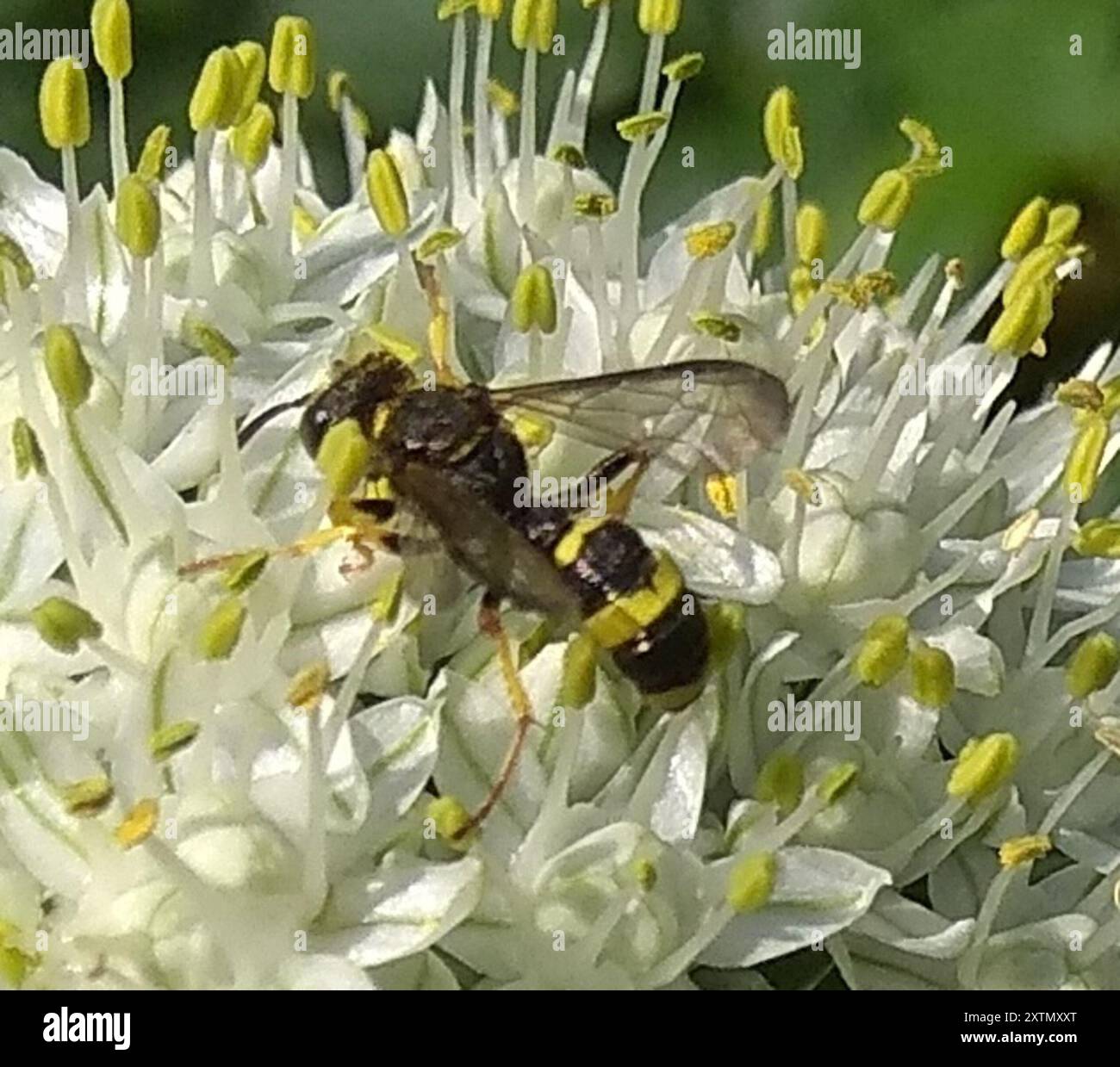Typical Weevil Wasps and Allies (Cerceris) Insecta Stock Photo - Alamy