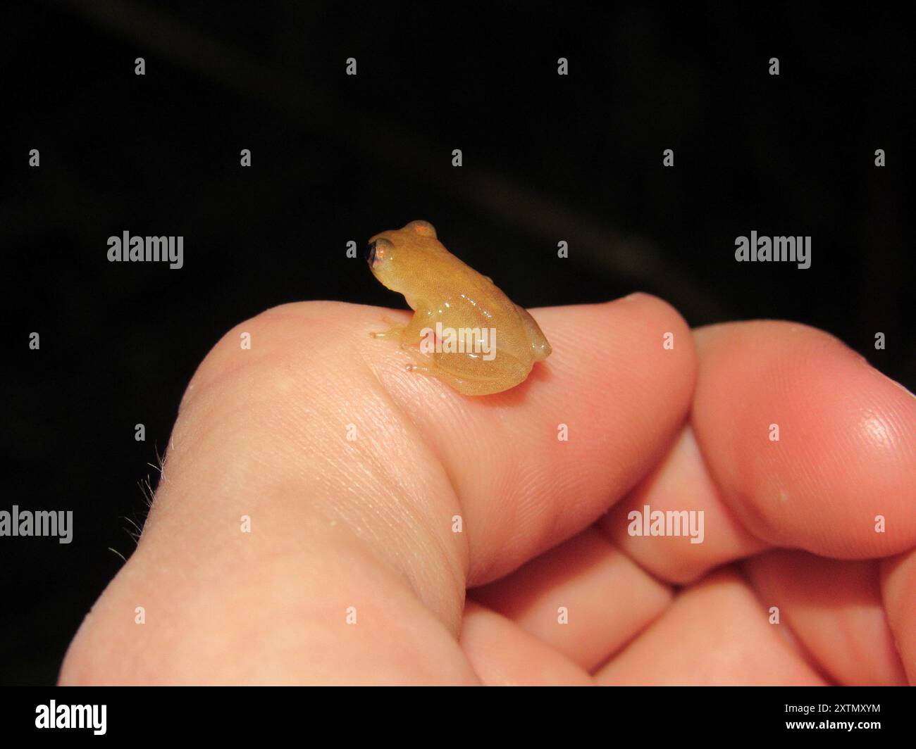 Delicate Spiny Reed Frog (Afrixalus delicatus) Amphibia Stock Photo - Alamy