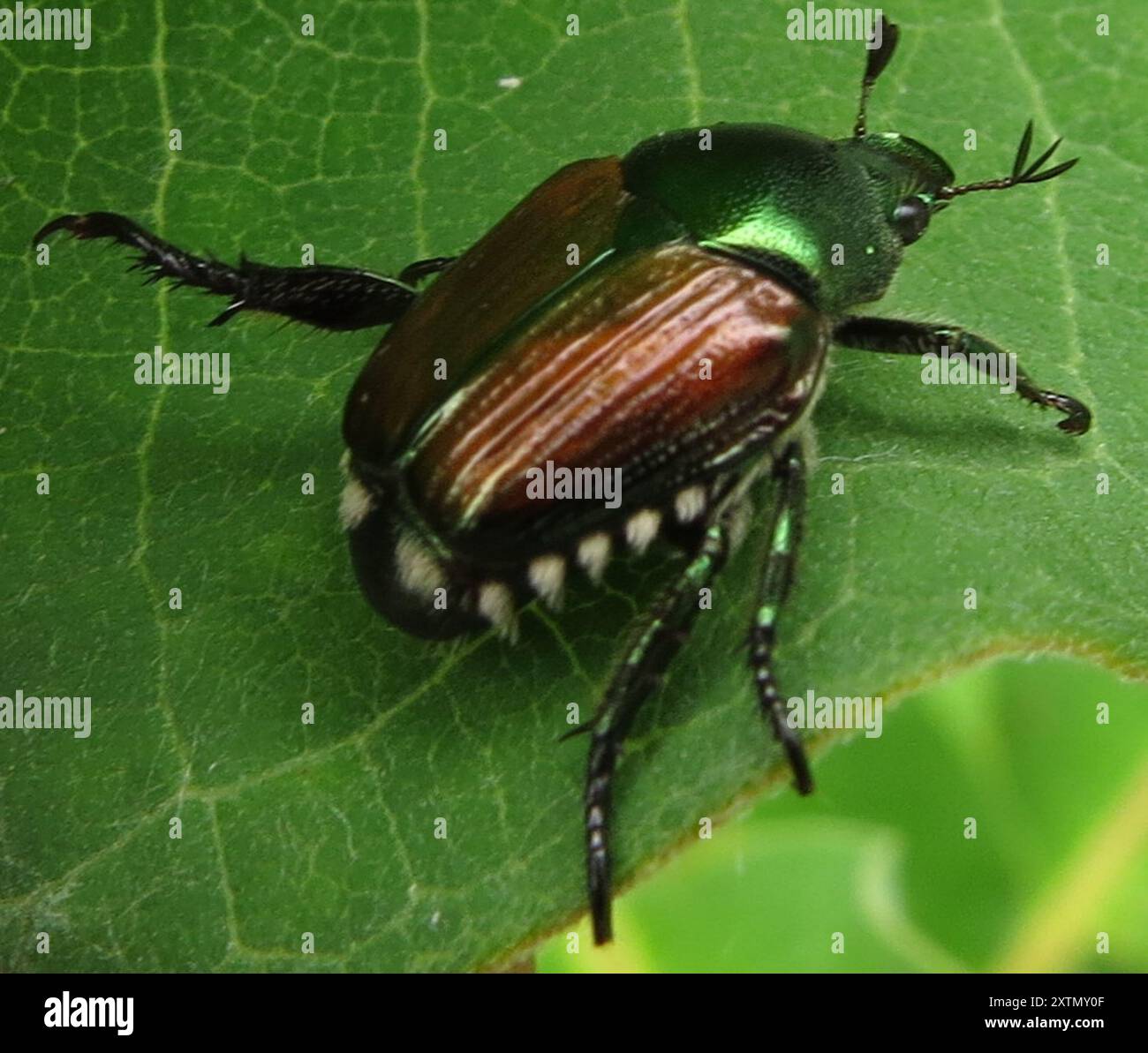 Japanese Beetle (Popillia japonica) Insecta Stock Photo - Alamy
