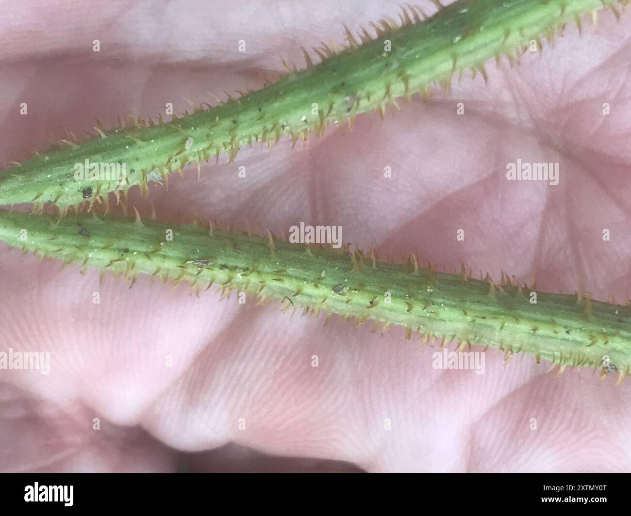 littleleaf sensitive-briar (Mimosa microphylla) Plantae Stock Photo - Alamy