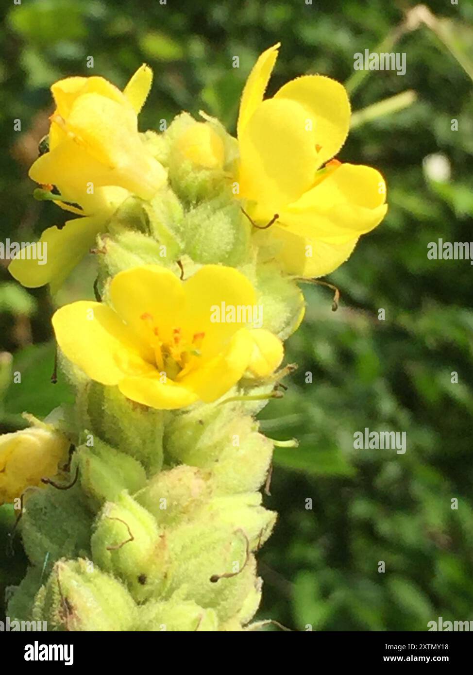 great mullein (Verbascum thapsus) Plantae Stock Photo - Alamy