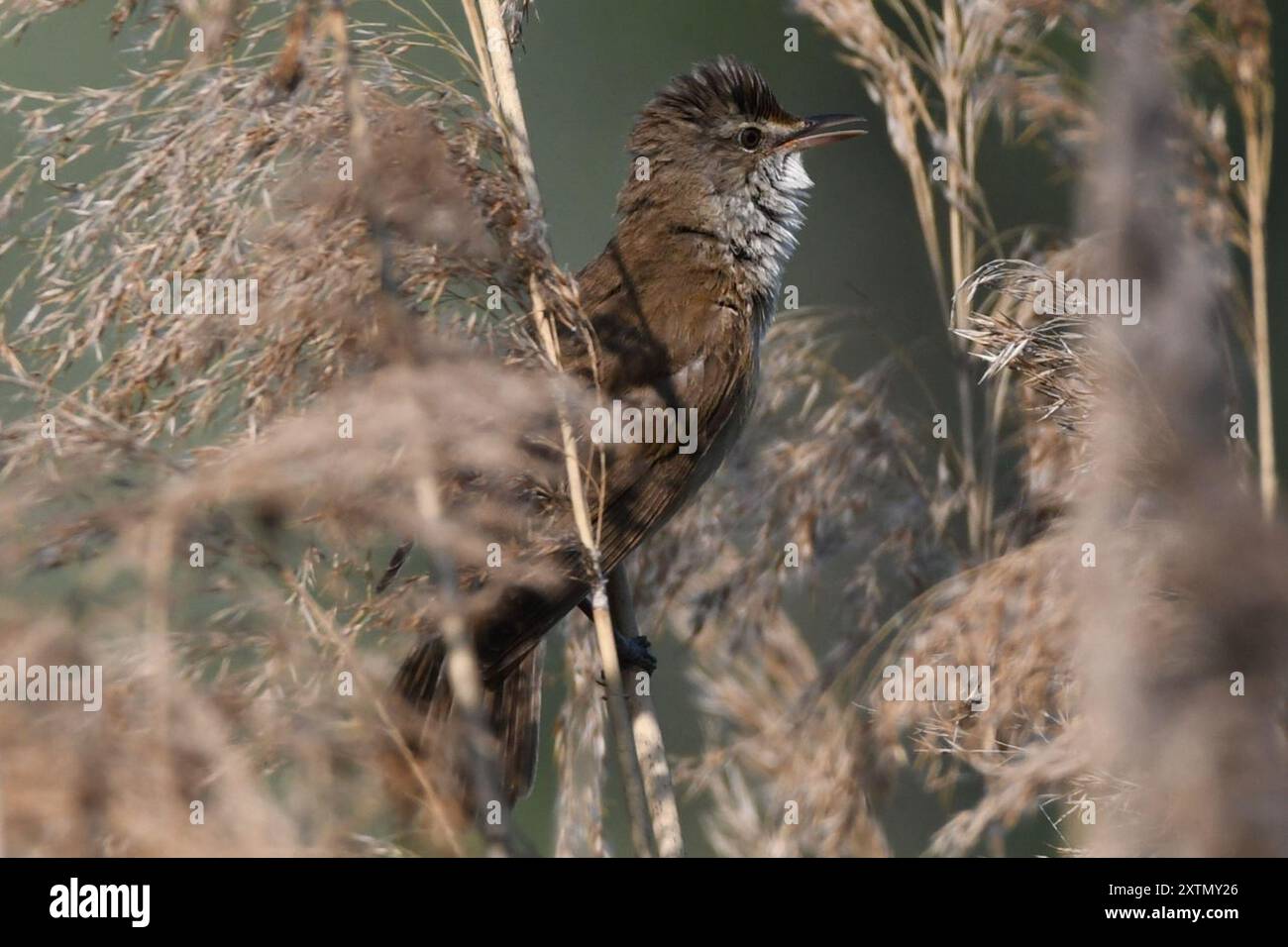 Great Reed Warbler (Acrocephalus arundinaceus) Aves Stock Photo - Alamy