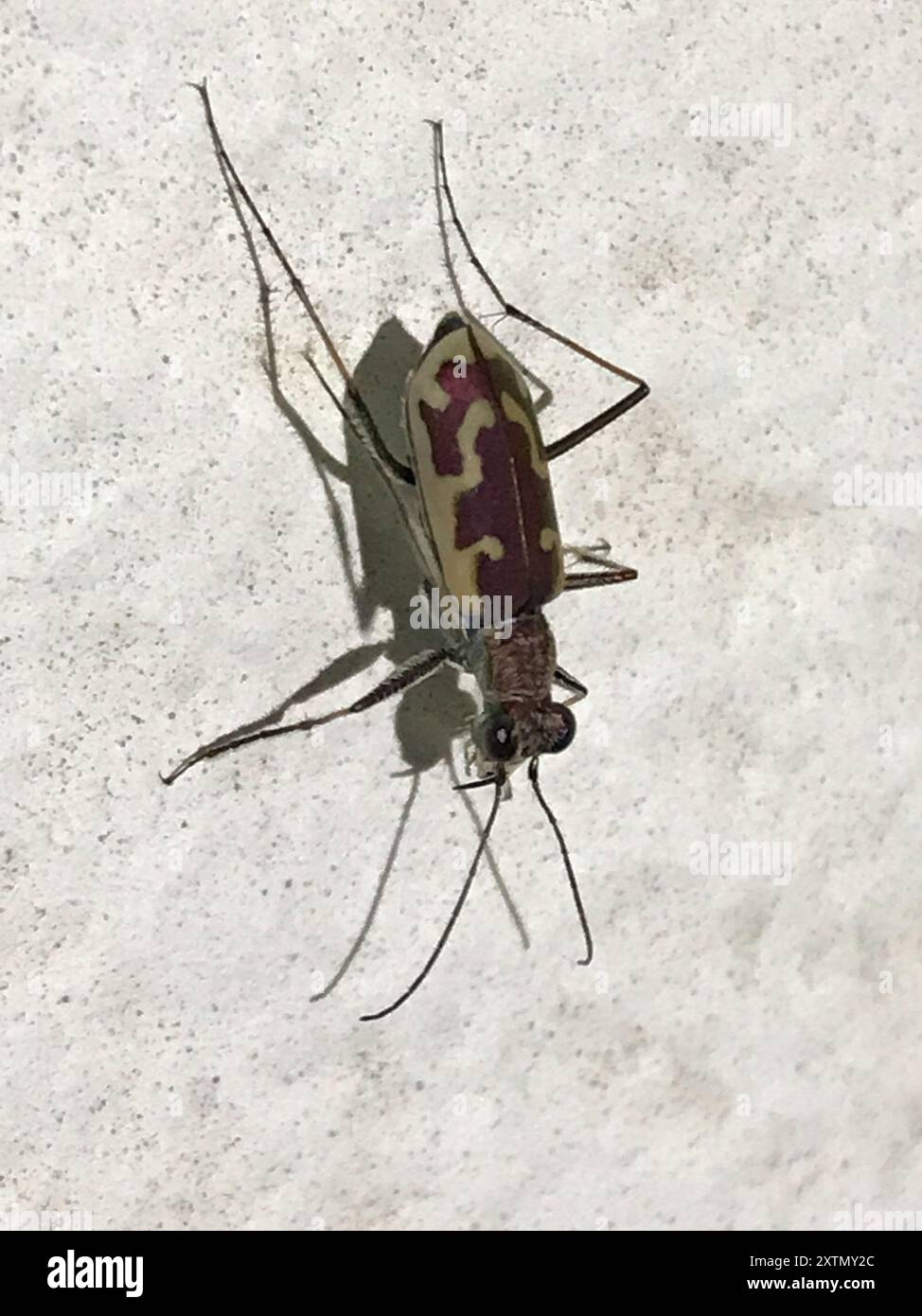 Aridland Tiger Beetle (Ellipsoptera marutha) Insecta Stock Photo - Alamy