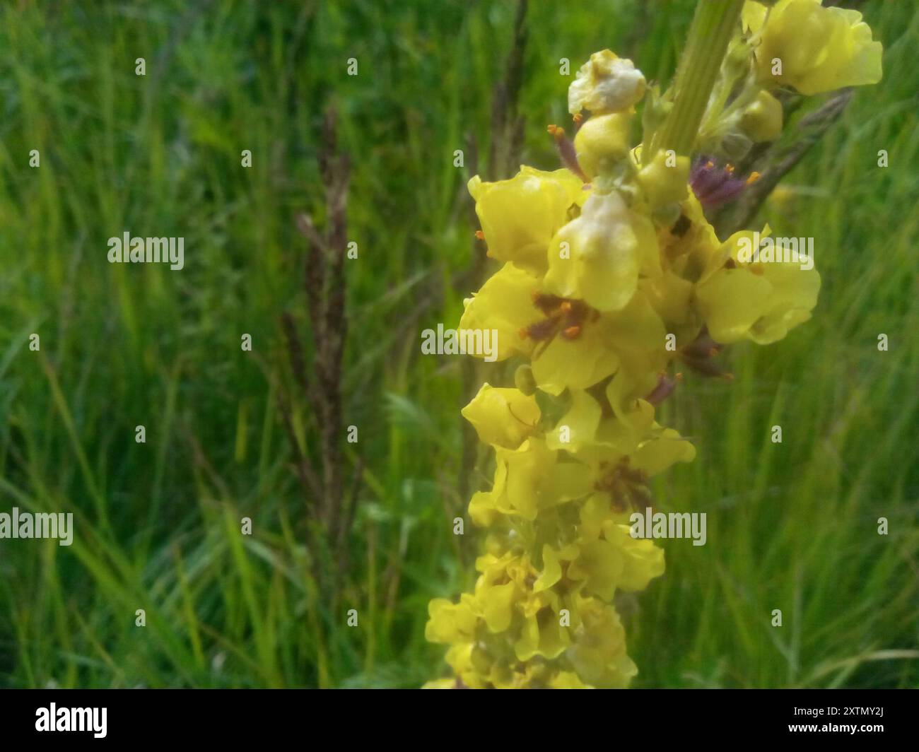 Dark Mullein (Verbascum nigrum) Plantae Stock Photo - Alamy