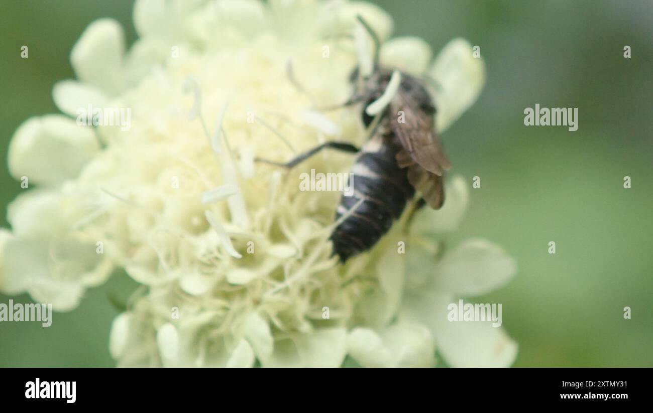 Sharptail Bees (Coelioxys) Insecta Stock Photo - Alamy