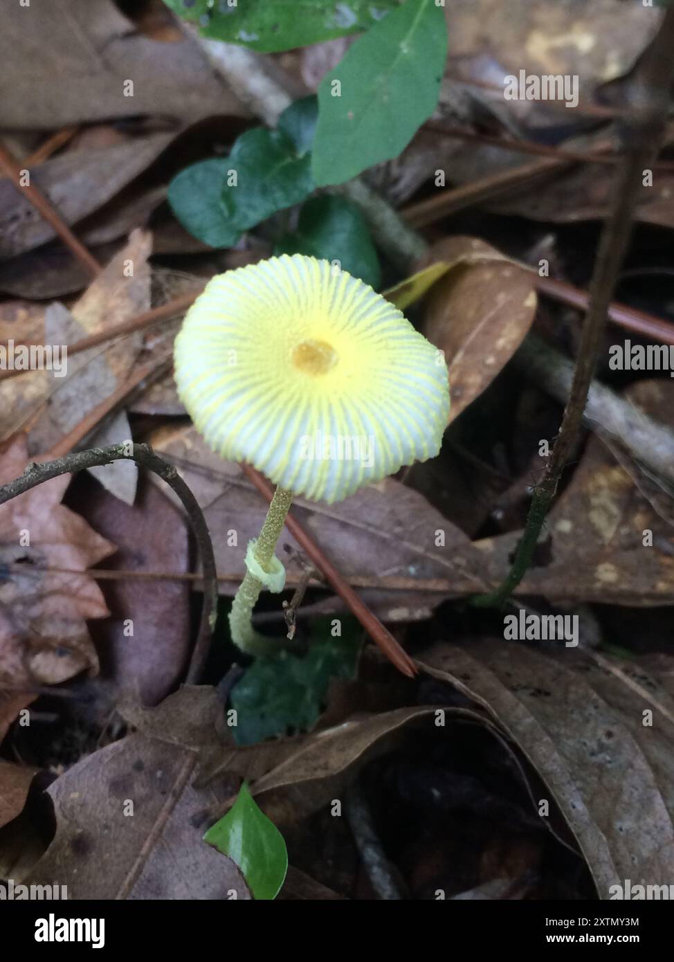 Fragile Dapperling (Leucocoprinus fragilissimus) Fungi Stock Photo - Alamy