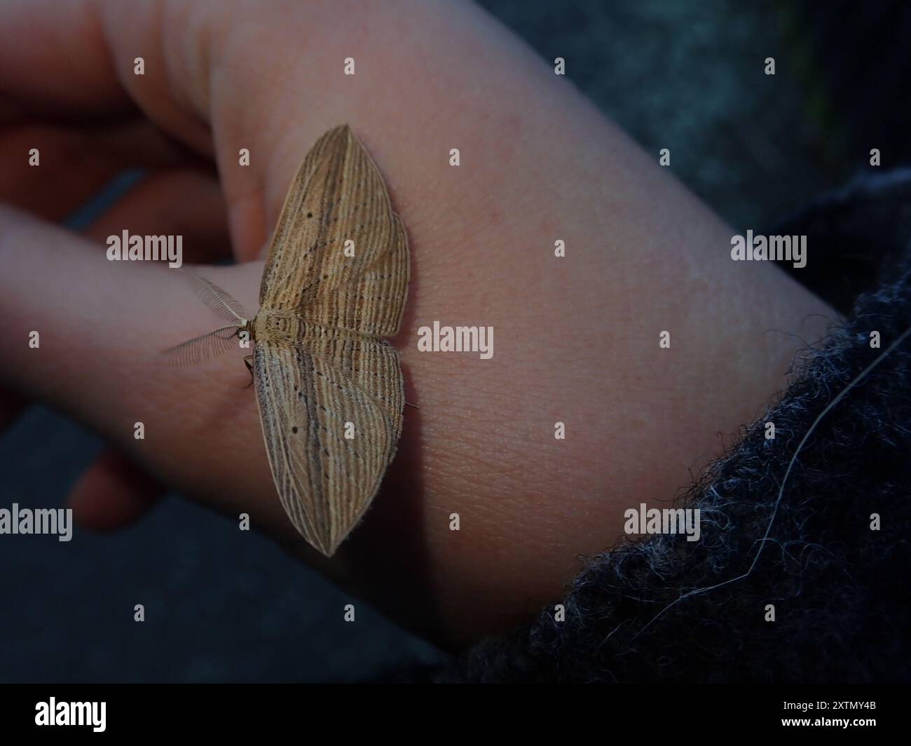 Cabbage tree moth (Epiphryne verriculata) Insecta Stock Photo - Alamy