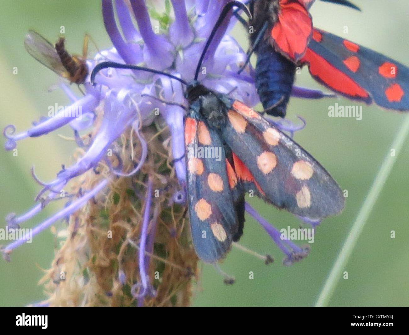 Transalpine burnet moth (Zygaena transalpina) Insecta Stock Photo - Alamy