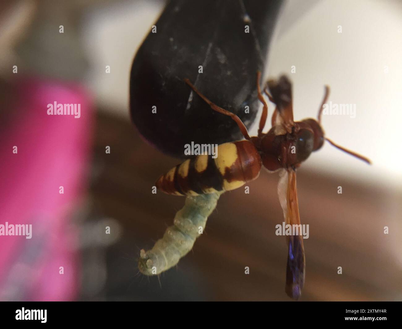 Typical Snouted Potter Wasp (Rhynchium oculatum oculatum) Insecta Stock ...