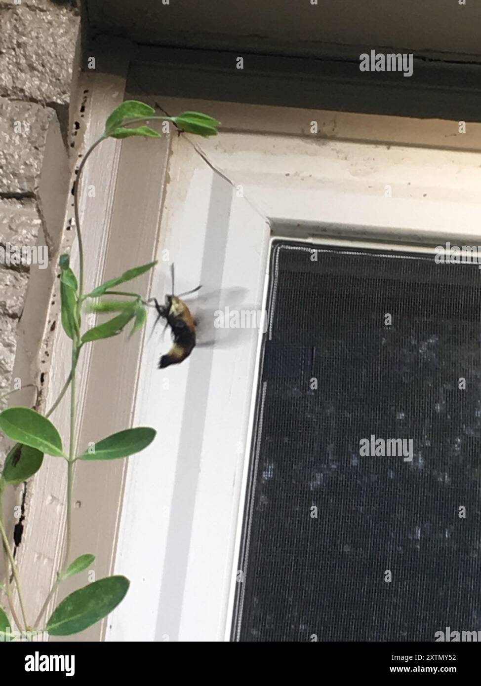 Sphinx Moths (Sphingidae) Insecta Stock Photo - Alamy