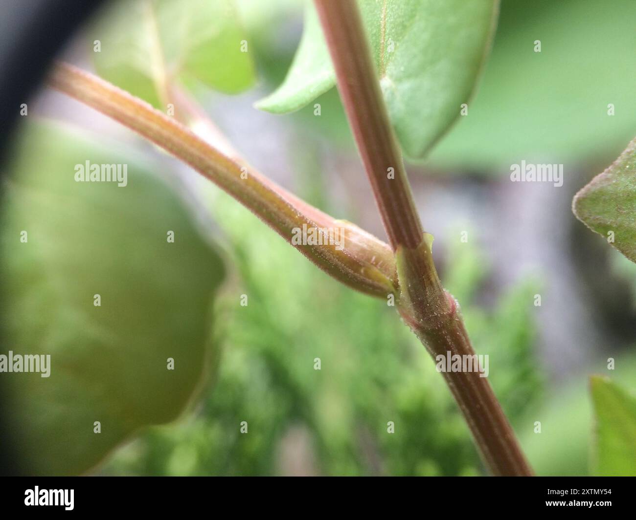 Black-bindweed (Fallopia convolvulus) Plantae Stock Photo - Alamy