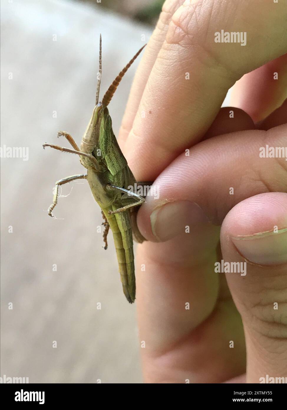Bunch Grass Locust (Pseudopomala brachyptera) Insecta Stock Photo - Alamy