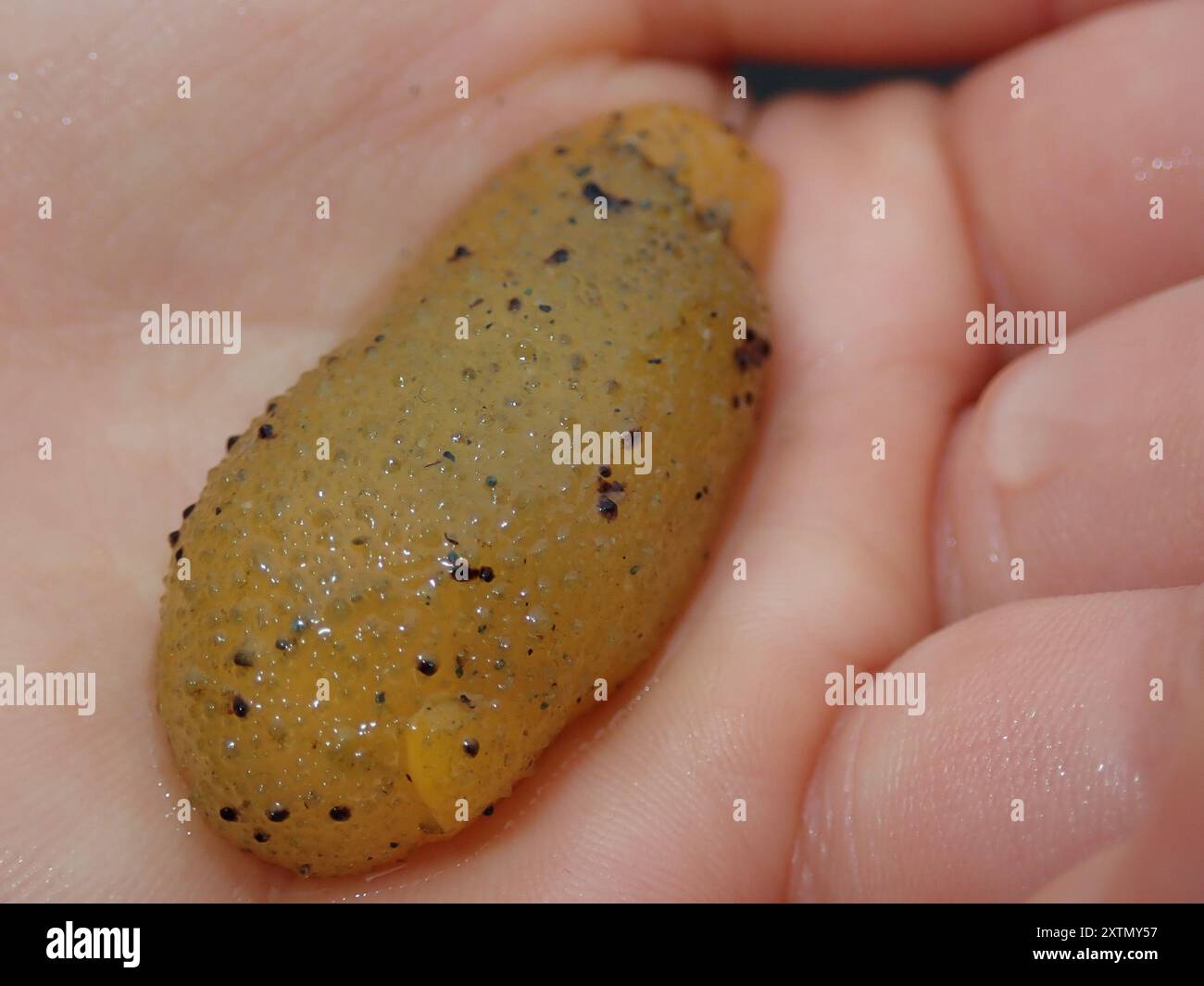 Monterey Dorid (Doris montereyensis) Mollusca Stock Photo - Alamy