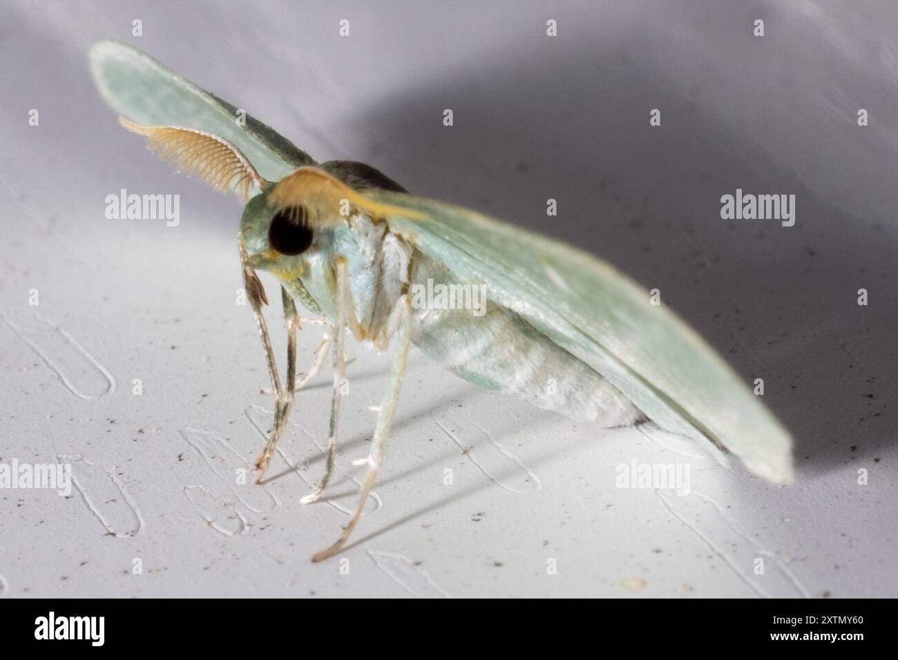 Bad-wing Moth (Dyspteris abortivaria) Insecta Stock Photo - Alamy