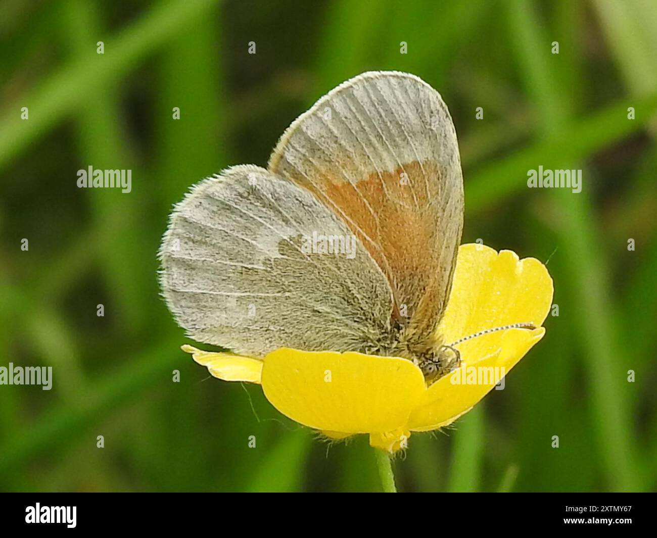 Common Ringlet (Coenonympha california) Insecta Stock Photo - Alamy