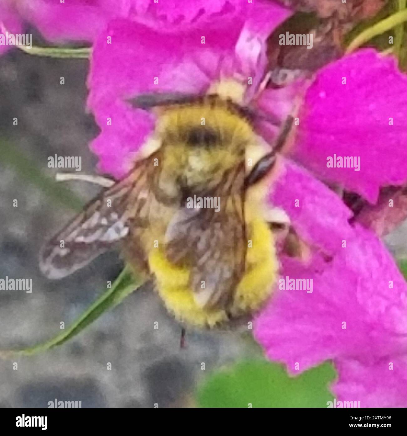 Yellow-Fronted Bumble Bee (Bombus flavifrons) Insecta Stock Photo - Alamy