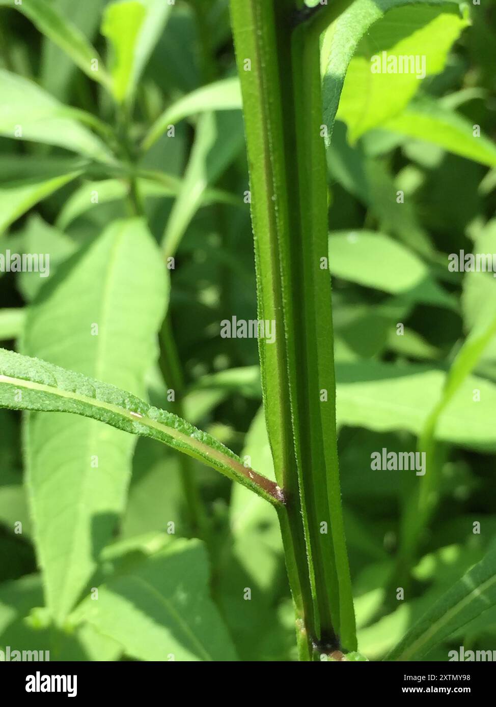 Wingstem (Verbesina alternifolia) Plantae Stock Photo - Alamy