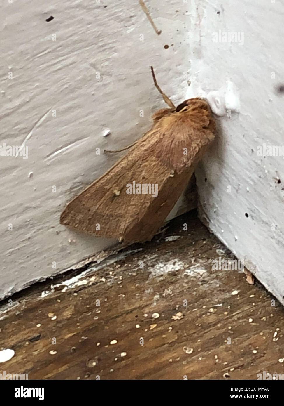 The Clay (Mythimna ferrago) Insecta Stock Photo - Alamy