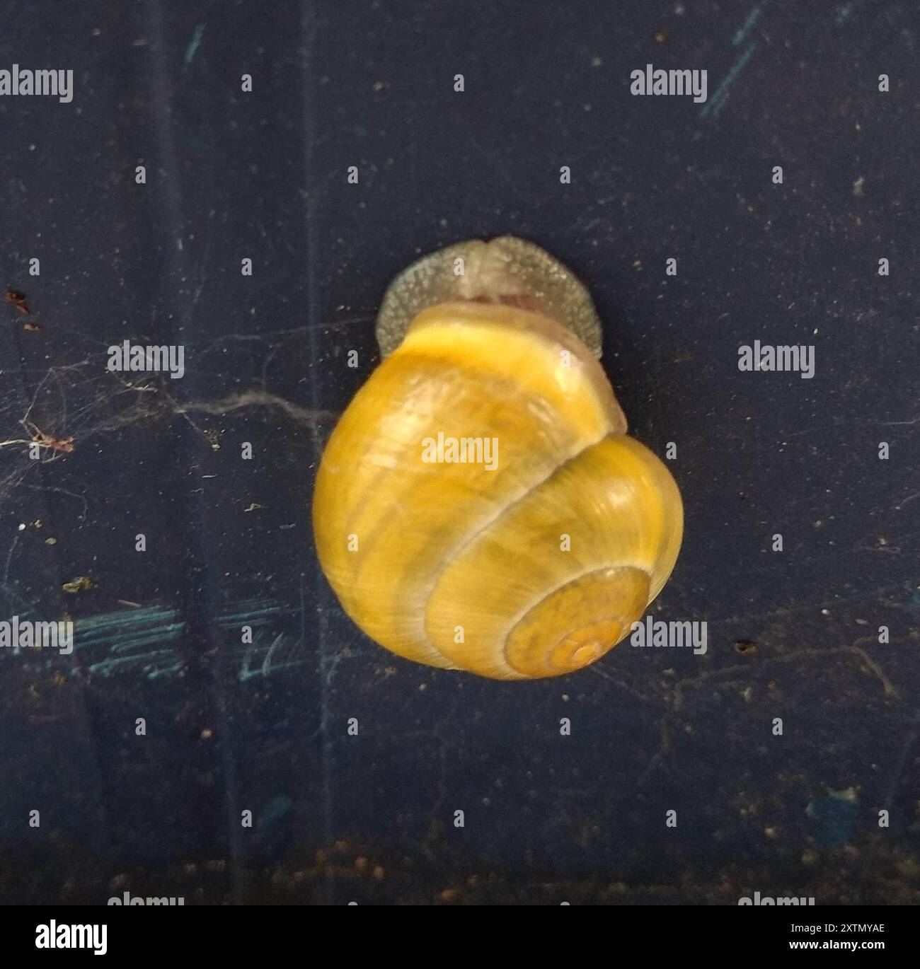 White-lipped Snail (Cepaea hortensis) Mollusca Stock Photo - Alamy
