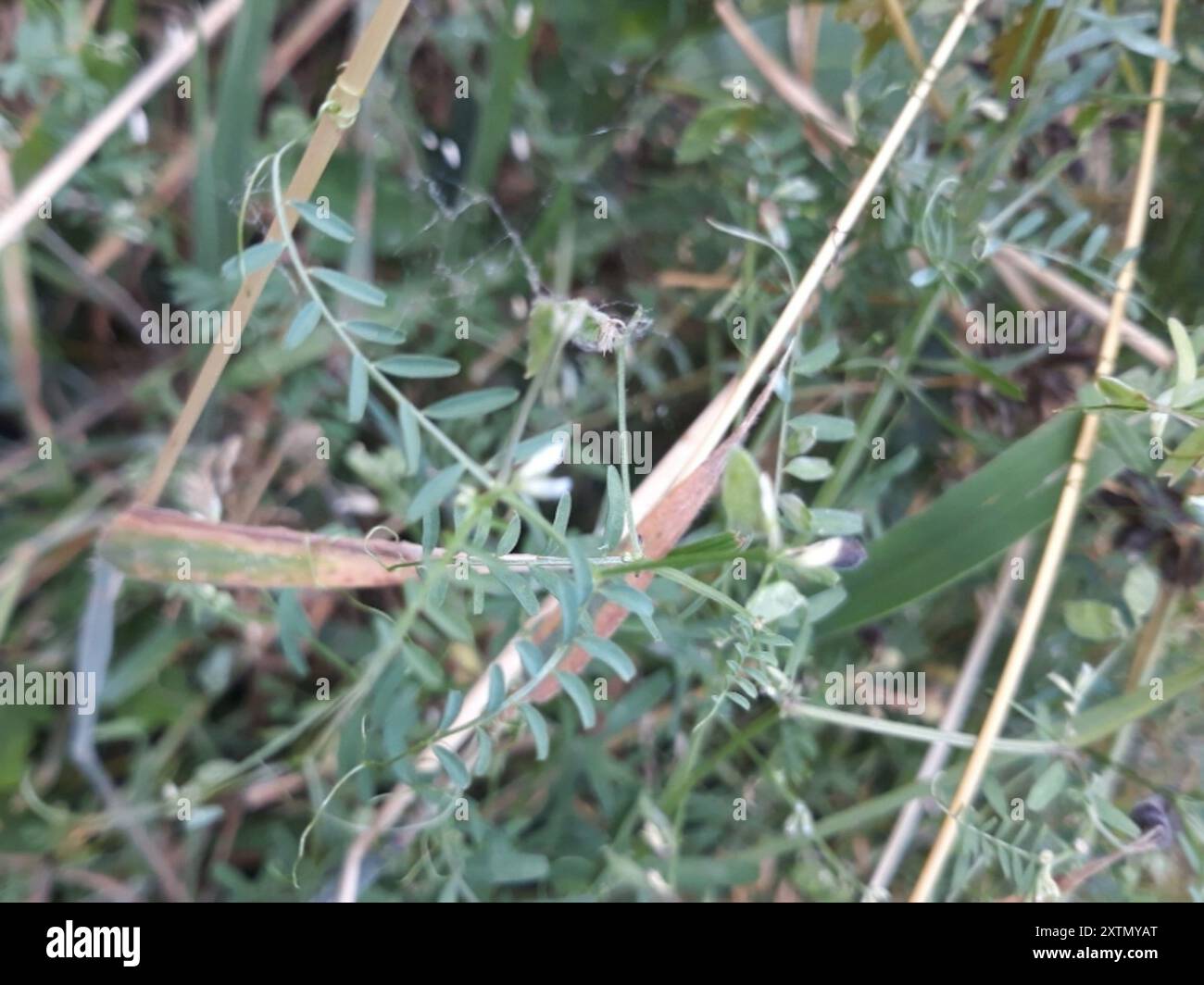 Hairy tare (Vicia hirsuta) Plantae Stock Photo - Alamy