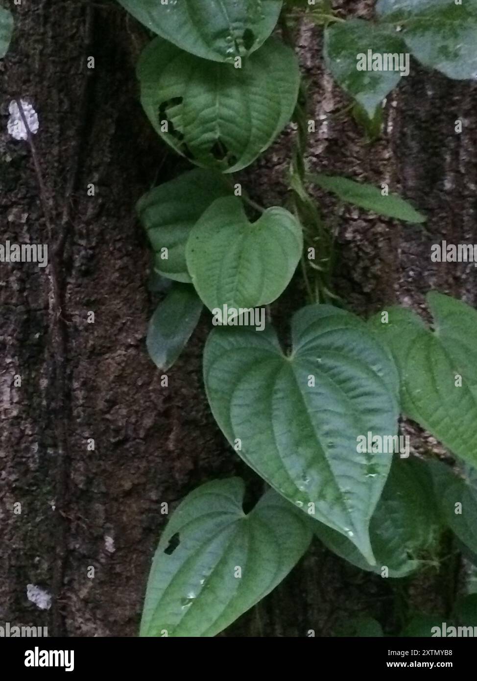 air potato (Dioscorea bulbifera) Plantae Stock Photo - Alamy