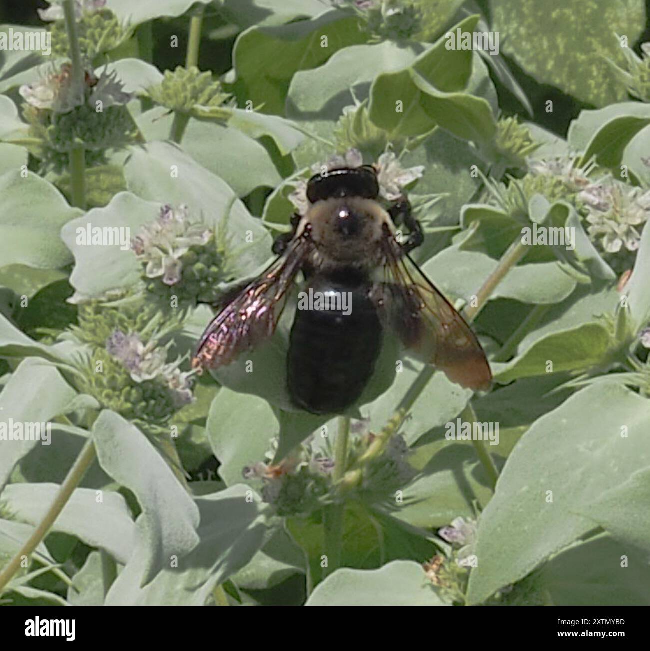 Eastern Carpenter Bee (Xylocopa virginica) Insecta Stock Photo - Alamy