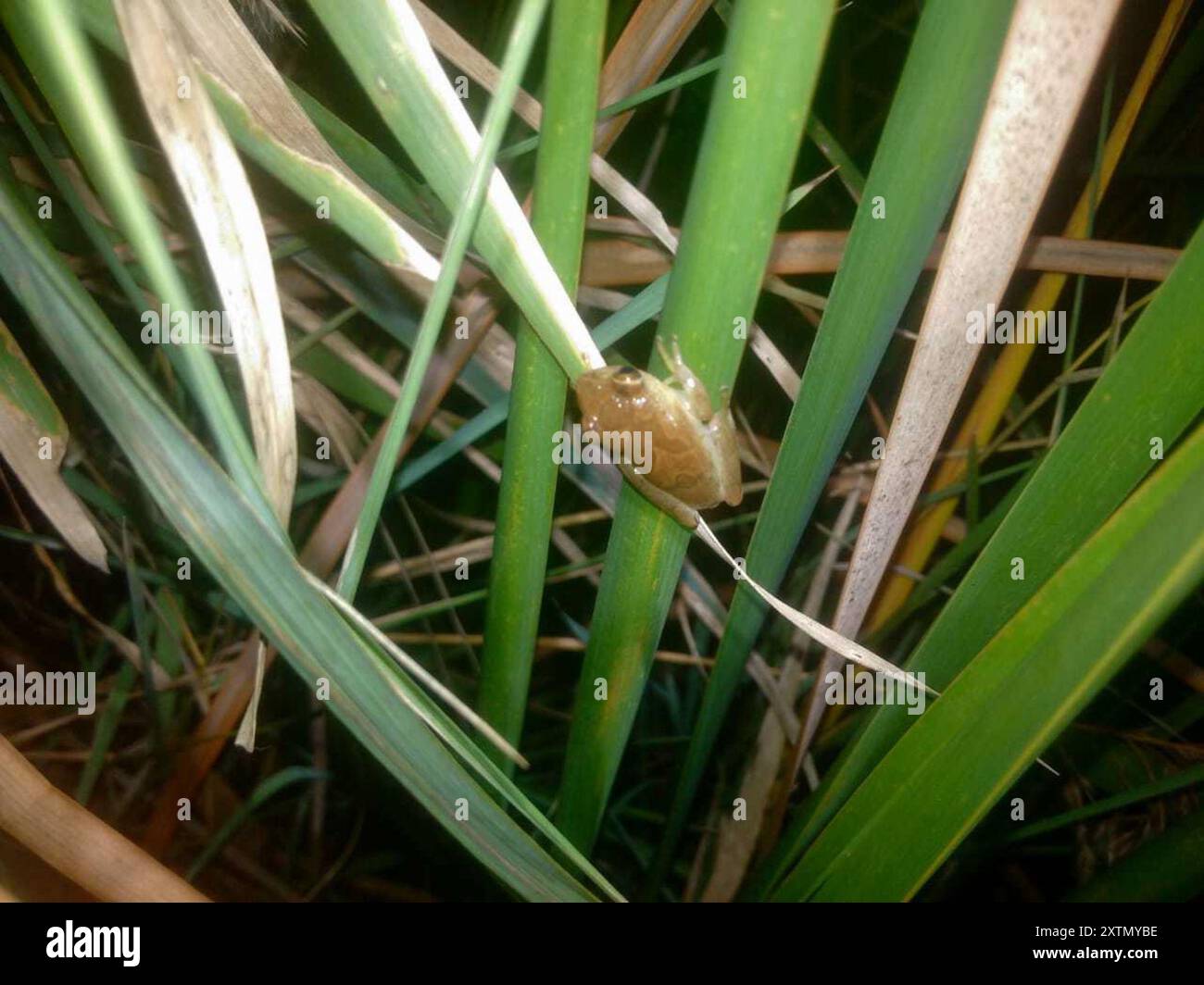 Tinker Reed Frog (Hyperolius tuberilinguis) Amphibia Stock Photo - Alamy