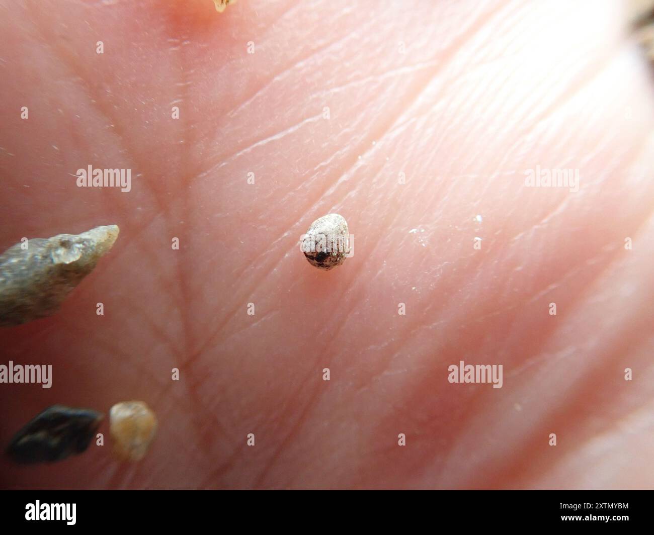 Pea Clams (Sphaeriidae) Mollusca Stock Photo - Alamy