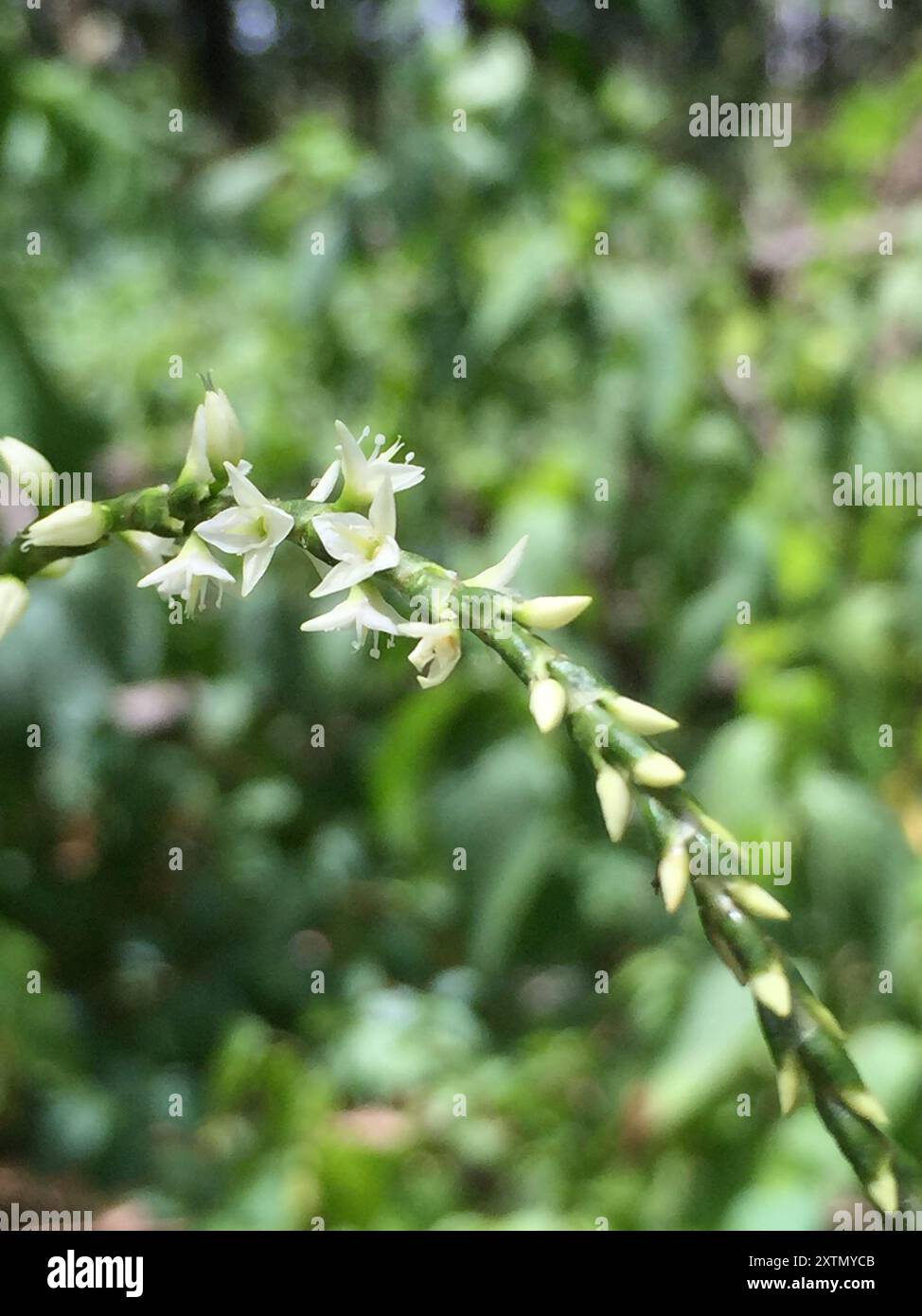 American jumpseed (Persicaria virginiana) Plantae Stock Photo - Alamy