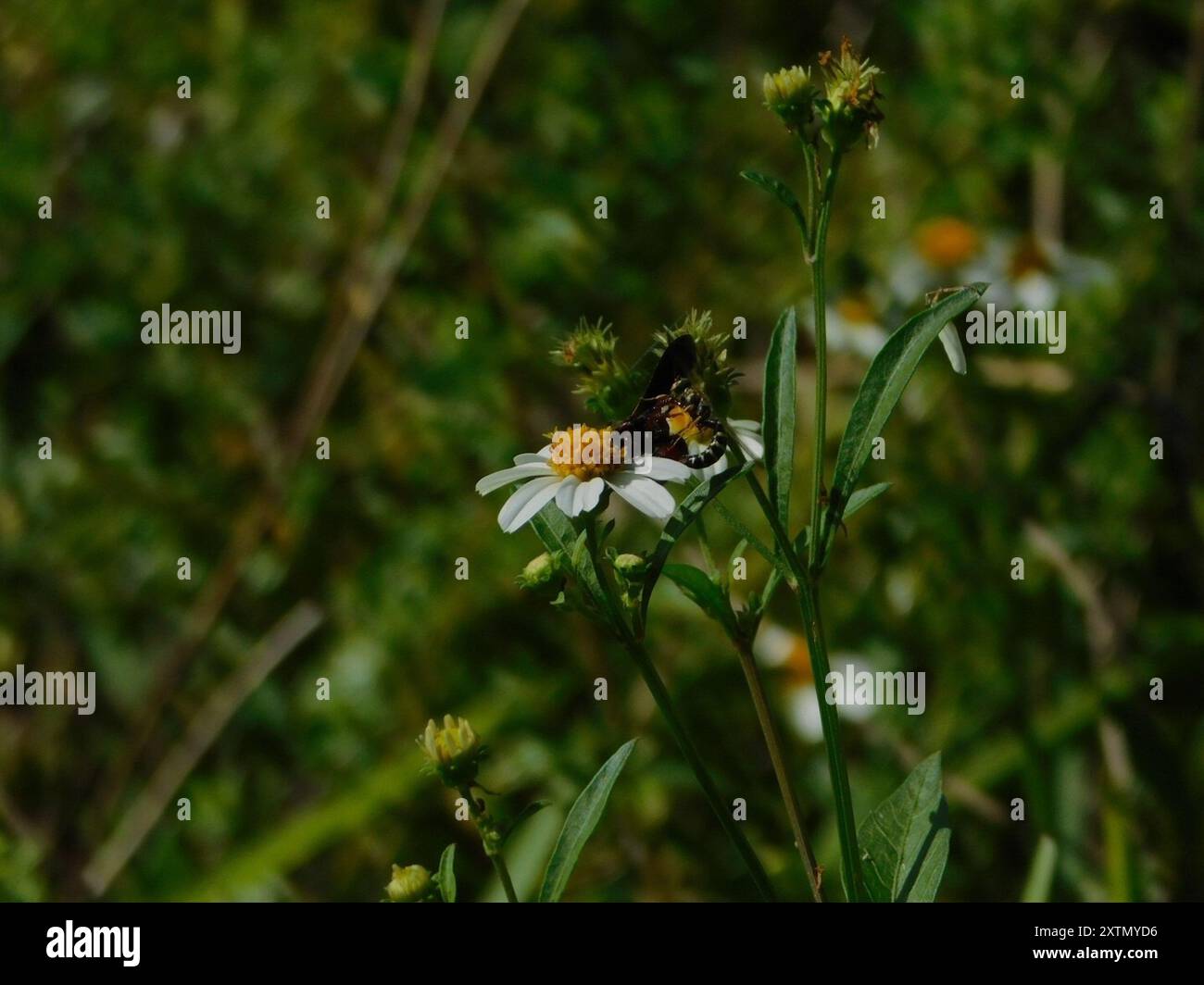 Tiphiid Flower Wasps (Tiphiidae) Insecta Stock Photo - Alamy