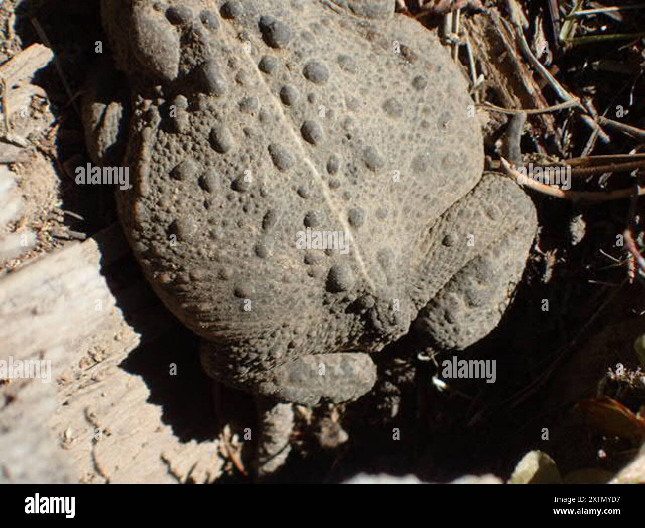Western Toad (Anaxyrus boreas) Amphibia Stock Photo - Alamy