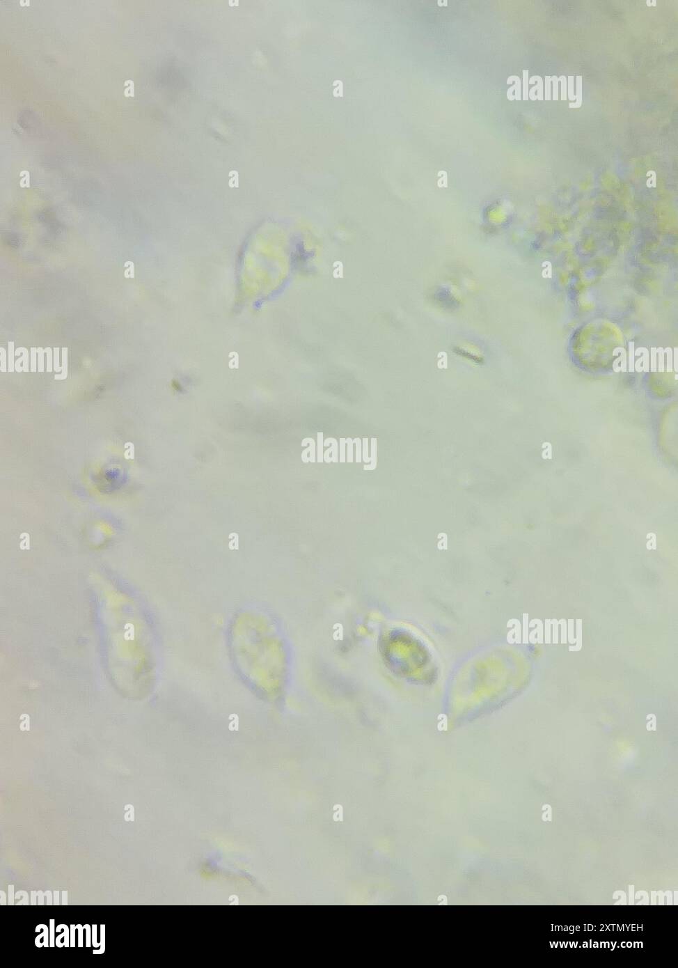 Phloeomana hi-res stock photography and images - Alamy