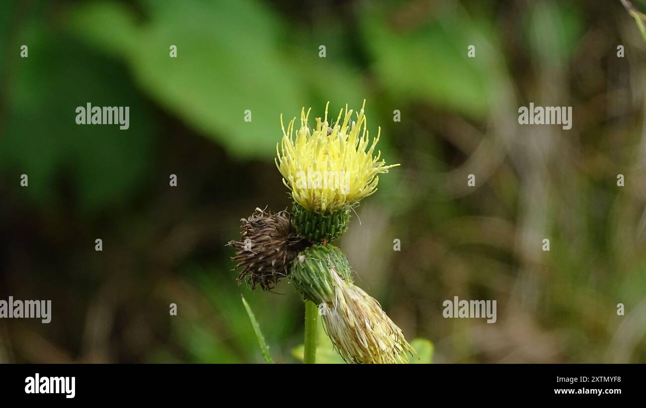 Cabbage Thistle (Cirsium oleraceum) Plantae Stock Photo - Alamy