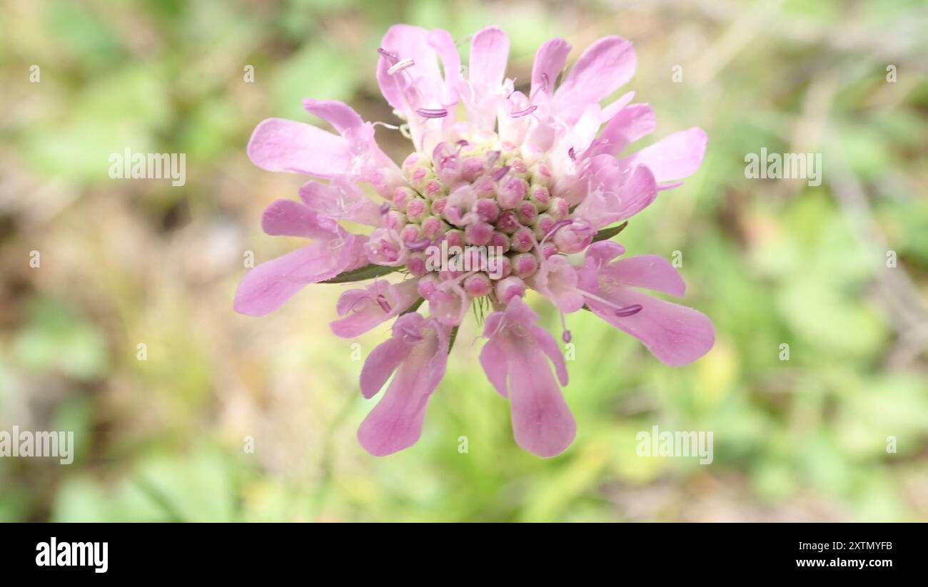 Small Scabious (Scabiosa columbaria) Plantae Stock Photo - Alamy