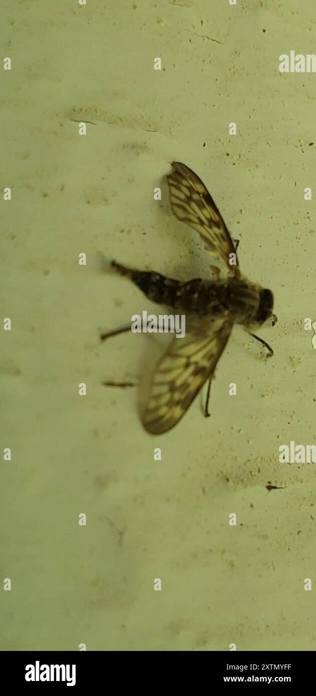Lesser Variegated Snipe Fly (Rhagio punctipennis) Insecta Stock Photo ...