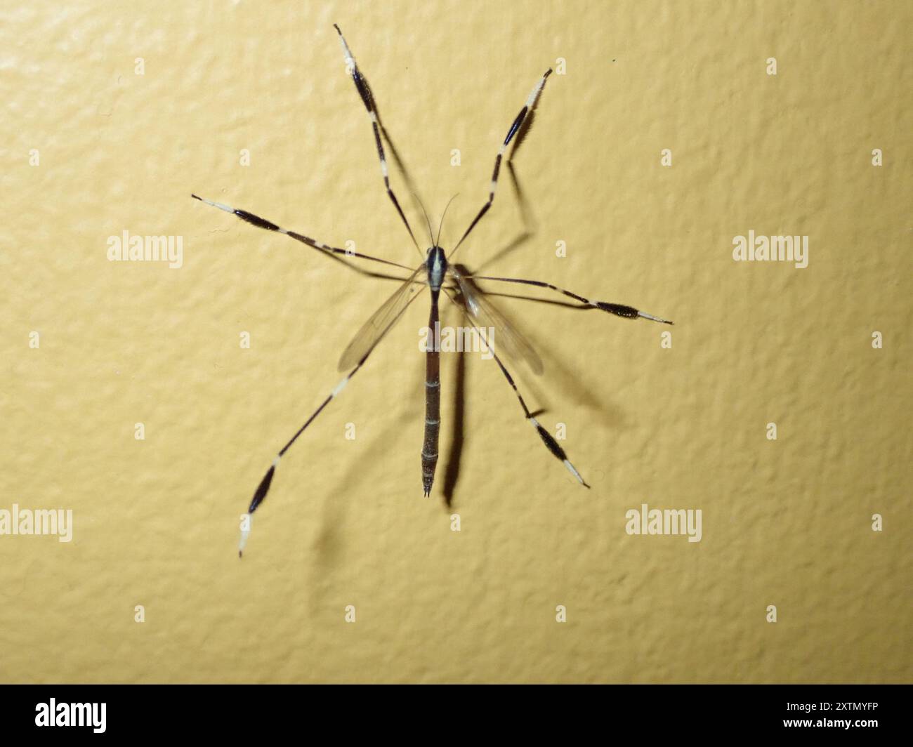 Eastern Phantom Crane Fly (Bittacomorpha clavipes) Insecta Stock Photo ...