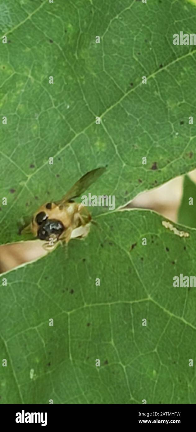 Conifer Sawflies (Diprionidae) Insecta Stock Photo - Alamy