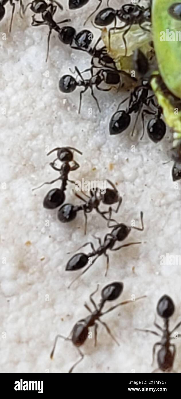 Caribbean Trailing Ant (Monomorium ebeninum) Insecta Stock Photo - Alamy