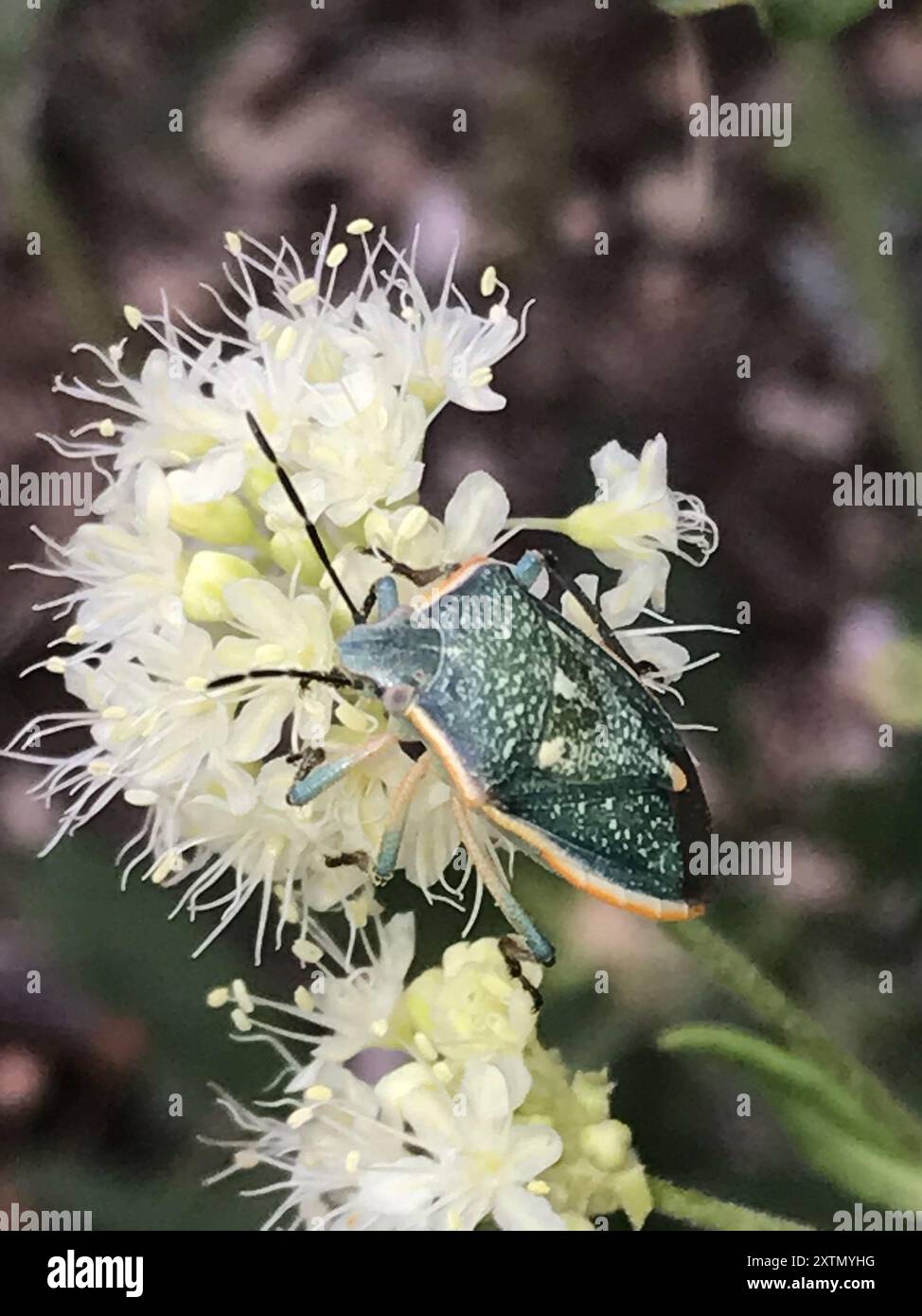 Say's Stink Bug (Chlorochroa sayi) Insecta Stock Photo - Alamy