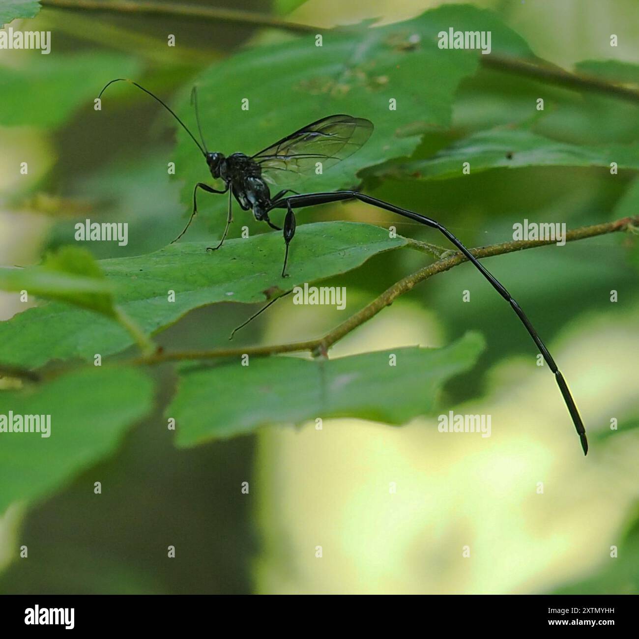 American Pelecinid Wasp (Pelecinus polyturator) Insecta Stock Photo - Alamy