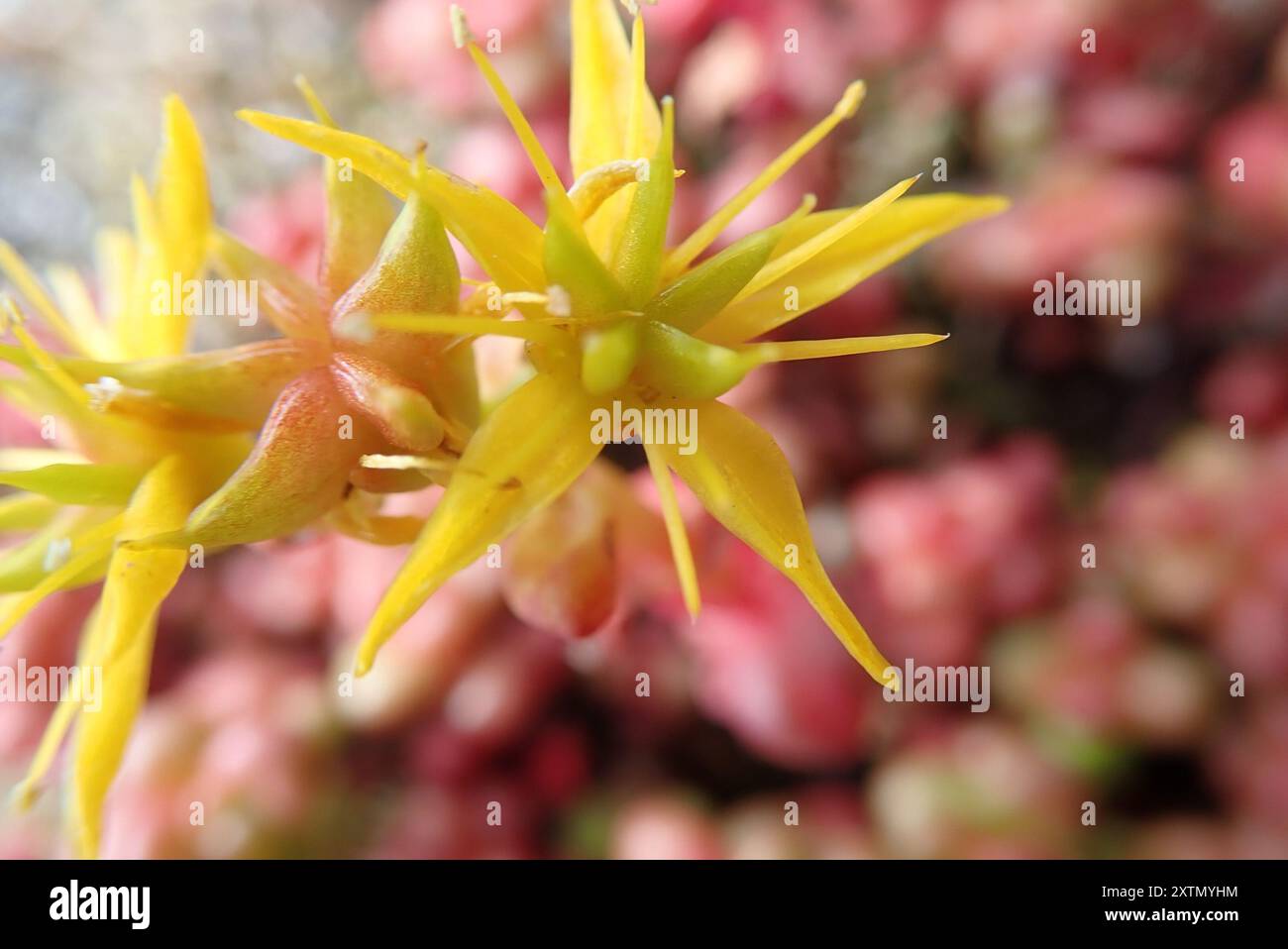Pacific stonecrop (Sedum divergens) Plantae Stock Photo - Alamy
