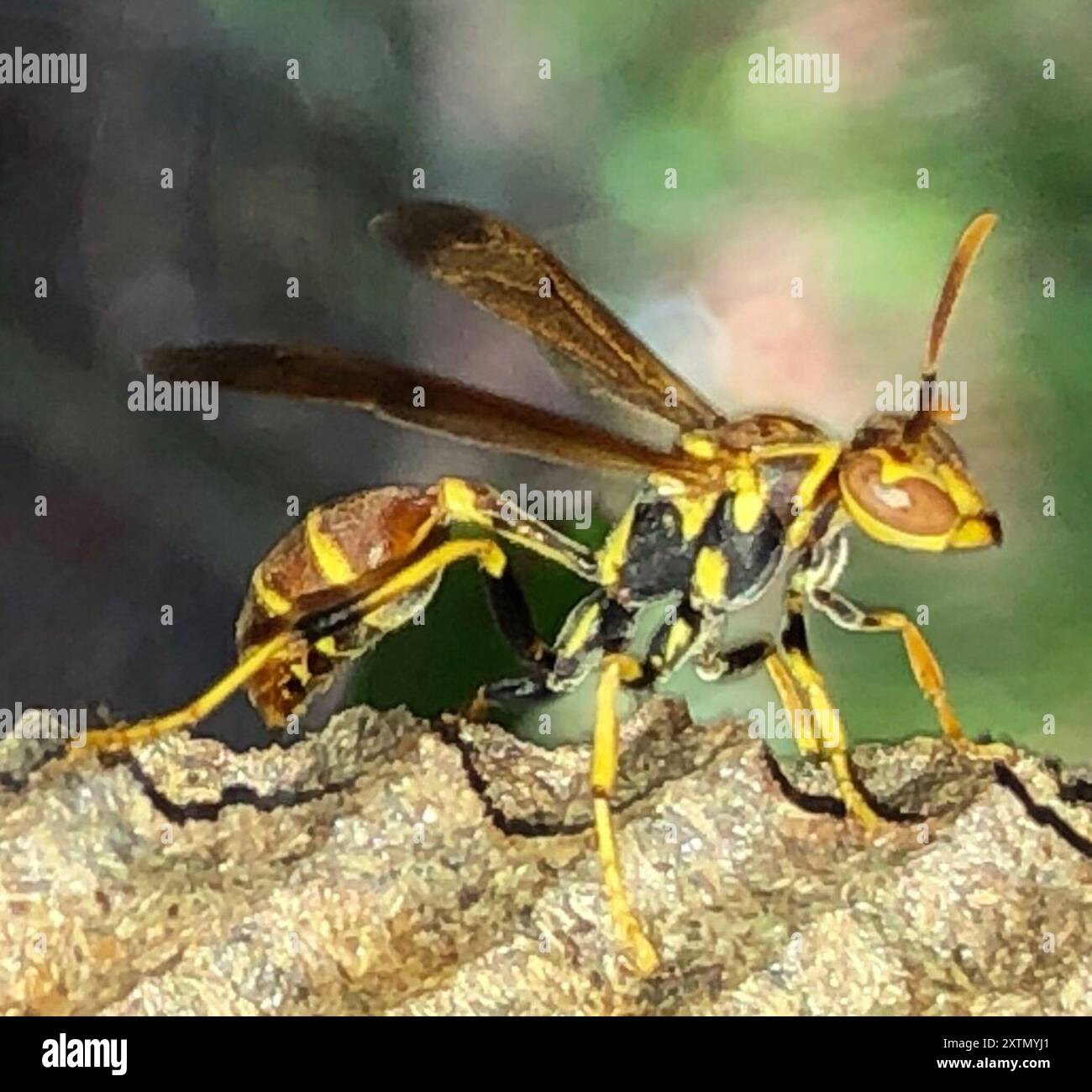 Mexican Paper Wasp (Mischocyttarus mexicanus) Insecta Stock Photo - Alamy