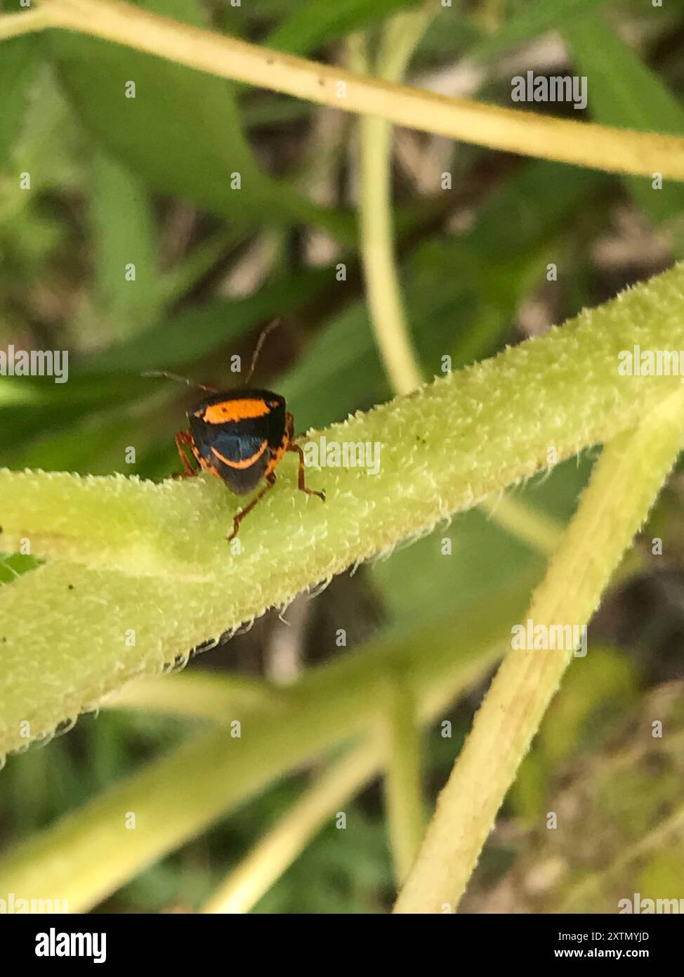 Anchor Stink Bug (Stiretrus anchorago) Insecta Stock Photo - Alamy