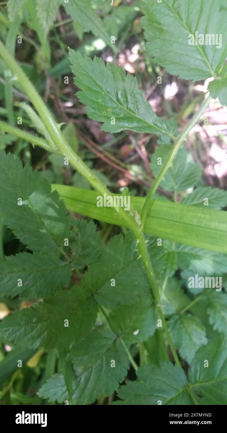 roseleaf bramble (Rubus rosifolius) Plantae Stock Photo - Alamy