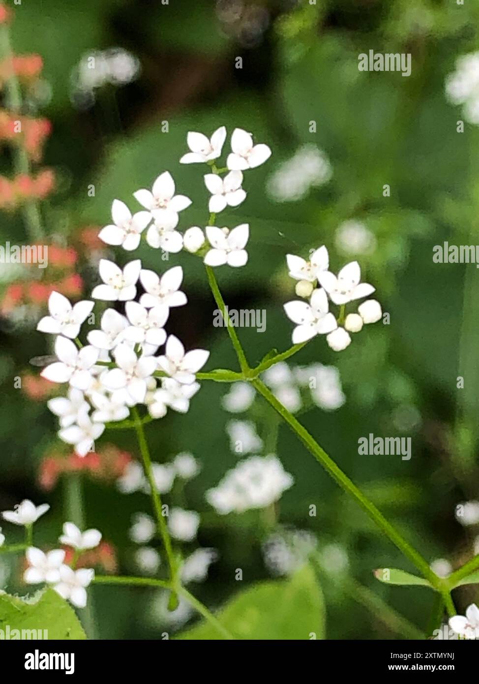 Common Marsh-bedstraw (Galium palustre) Plantae Stock Photo - Alamy