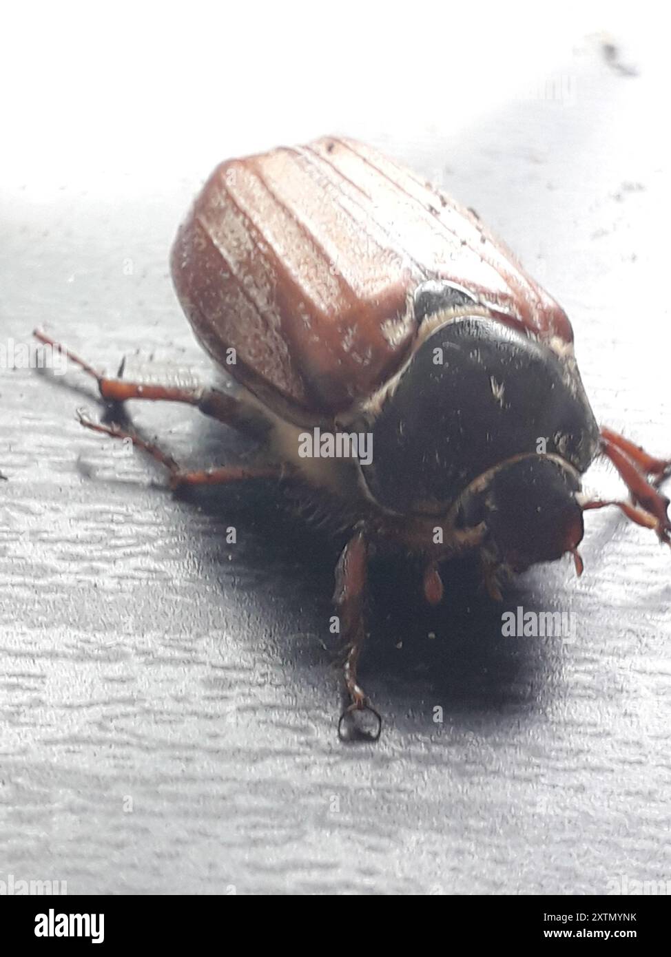Common Cockchafer (Melolontha melolontha) Insecta Stock Photo - Alamy