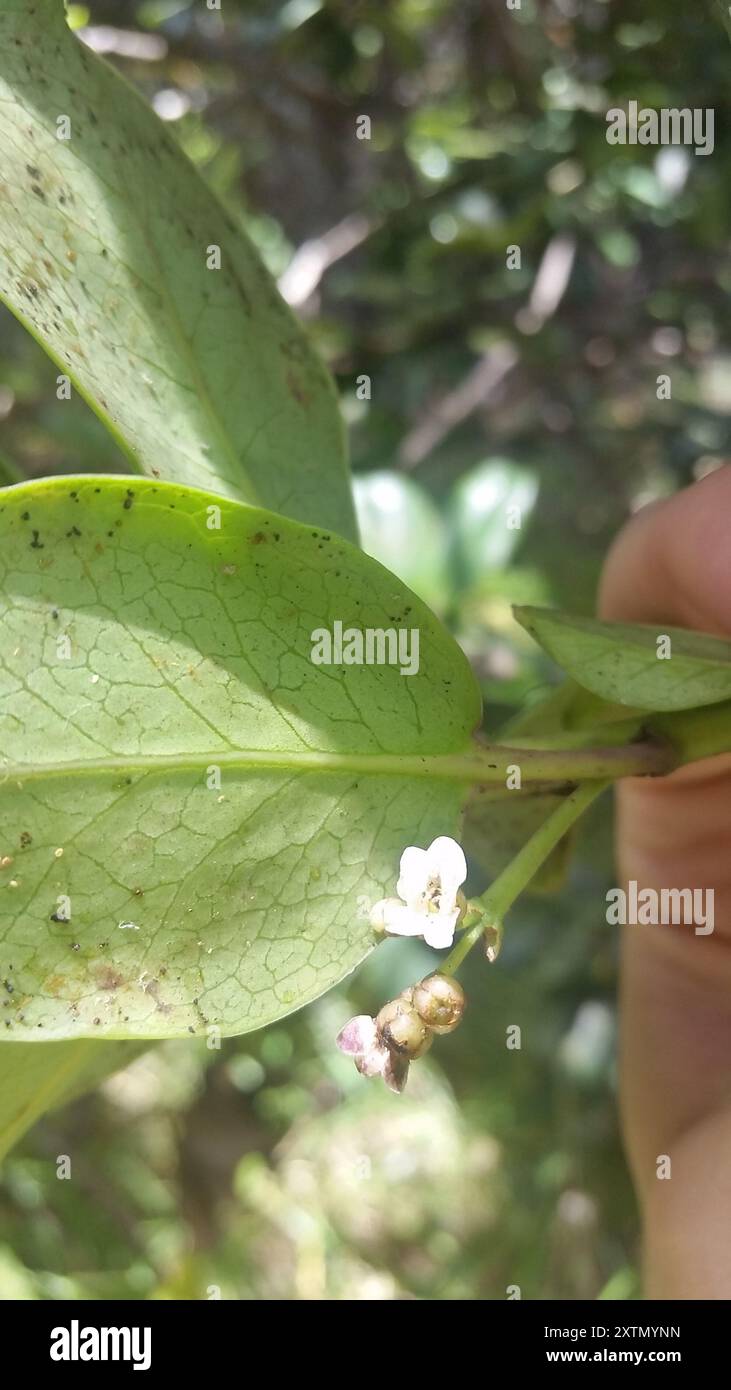 Kāwaʻu (Ilex anomala) Plantae Stock Photo - Alamy