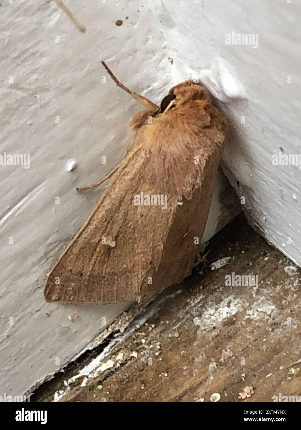 The Clay (Mythimna ferrago) Insecta Stock Photo - Alamy