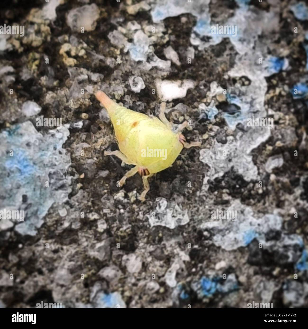 True Hoppers (Auchenorrhyncha) Insecta Stock Photo - Alamy