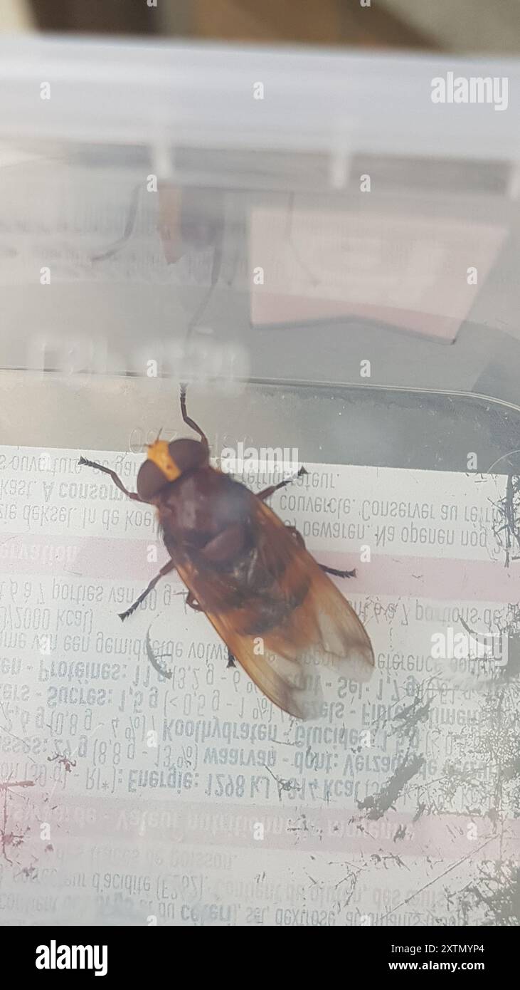 Hornet Mimic Hover Fly (Volucella zonaria) Insecta Stock Photo - Alamy